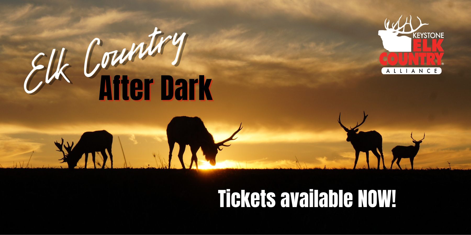 Elk Country After Dark - MVR Vacation Rentals